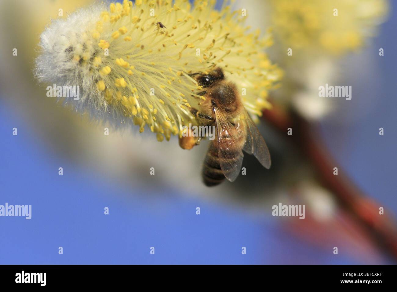Western honey bee (Apis mellifera Stock Photo - Alamy