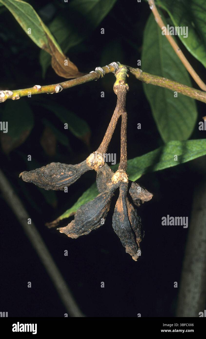 Bitter nut hi-res stock photography and images - Alamy