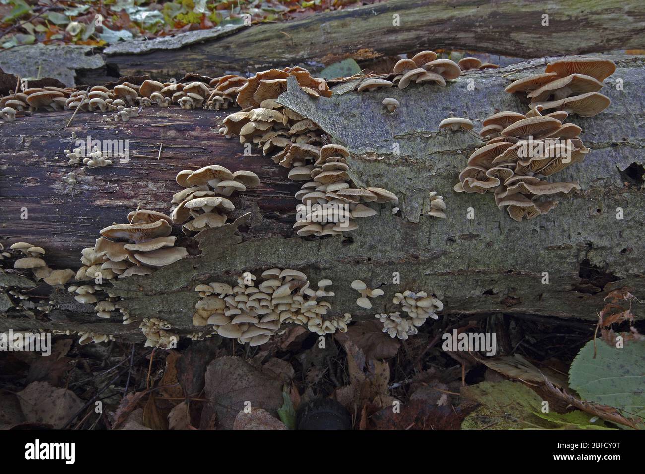 Herber dwarf gnome (Panellus stipticus Stock Photo - Alamy