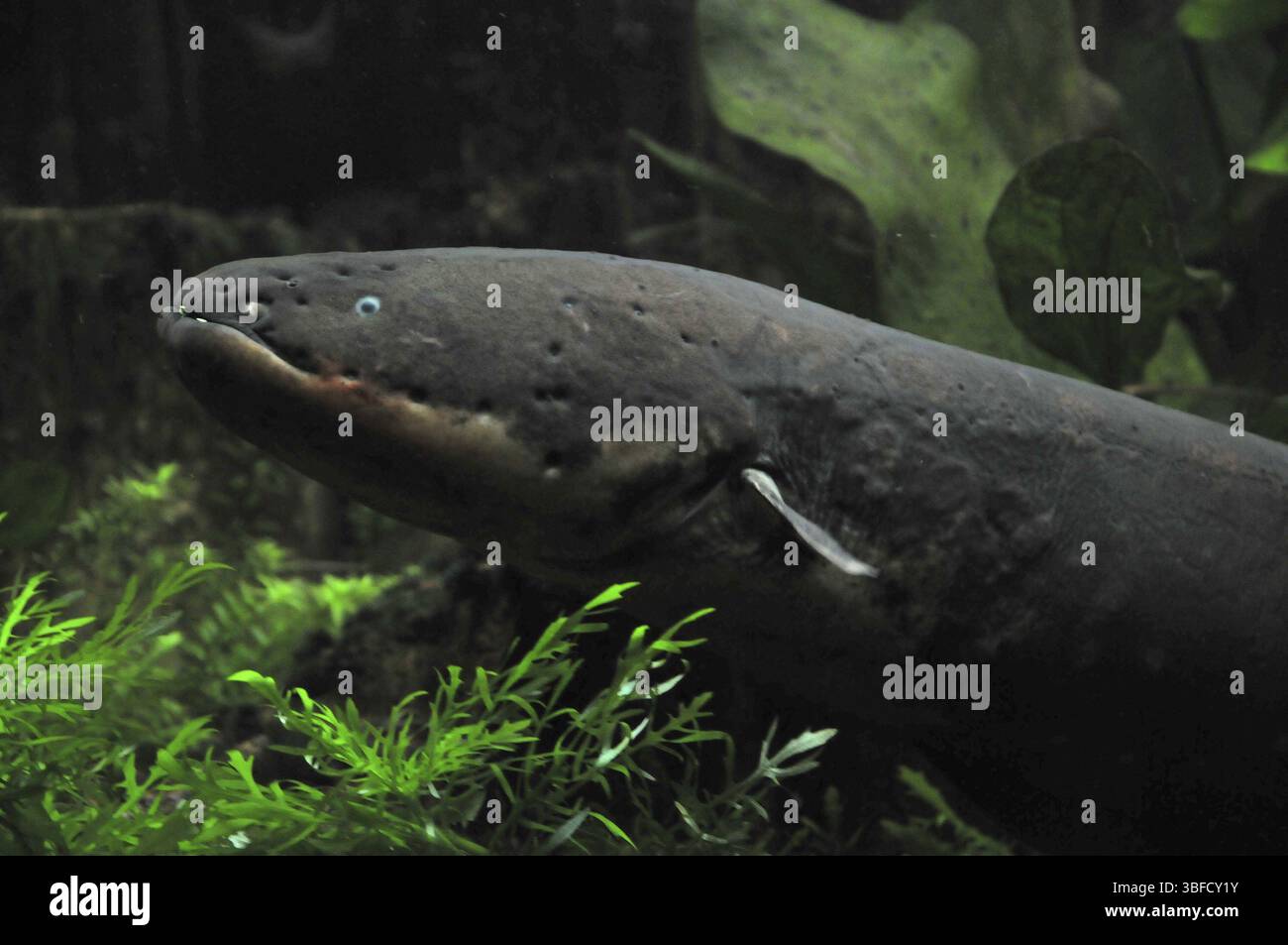 Electric eel hi-res stock photography and images - Alamy