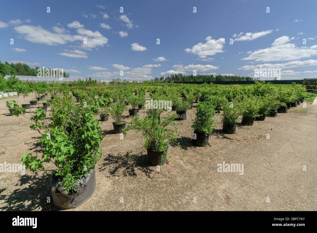 Tree seedlings for sale. Young trees for planting in the ground Stock ...