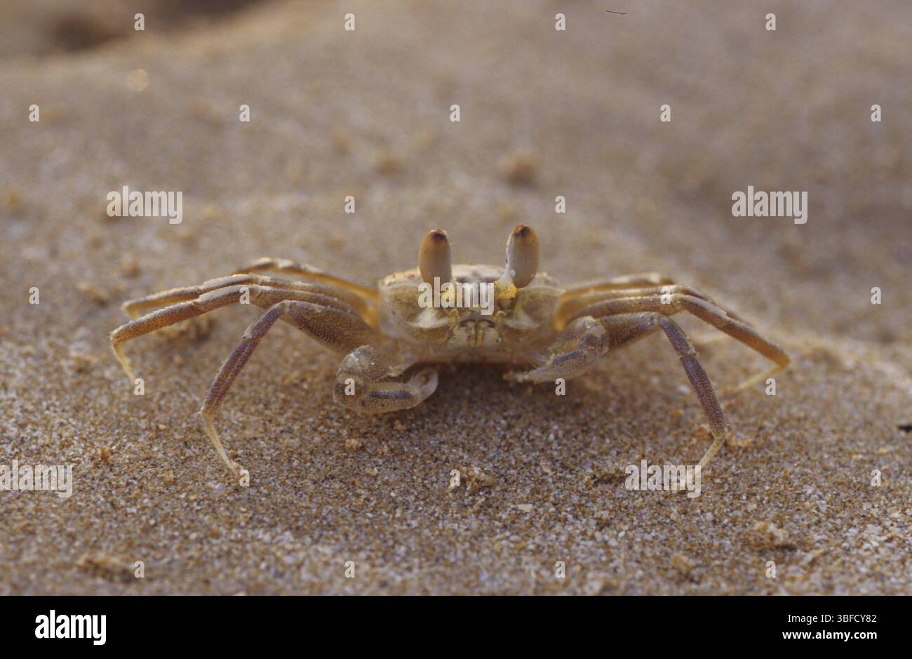 Crustacea decapoda brachyura hi-res stock photography and images - Alamy