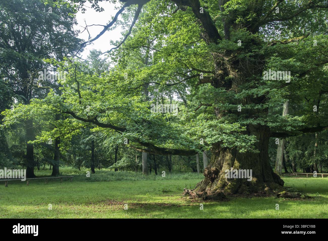 English oak - approx. 1000 years old (Quercus robur Stock Photo - Alamy