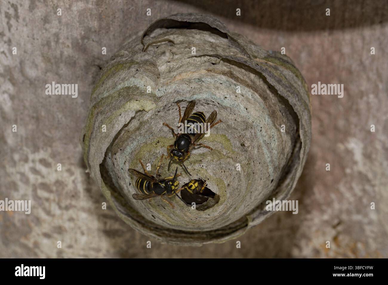 Median wasp (Dolichovespula media Stock Photo - Alamy