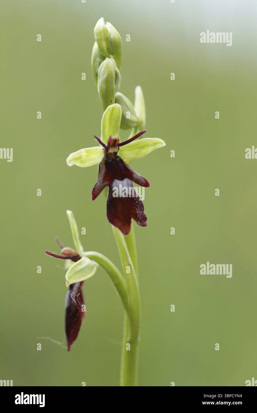 Fly orchid (Ophrys insectifera Stock Photo - Alamy