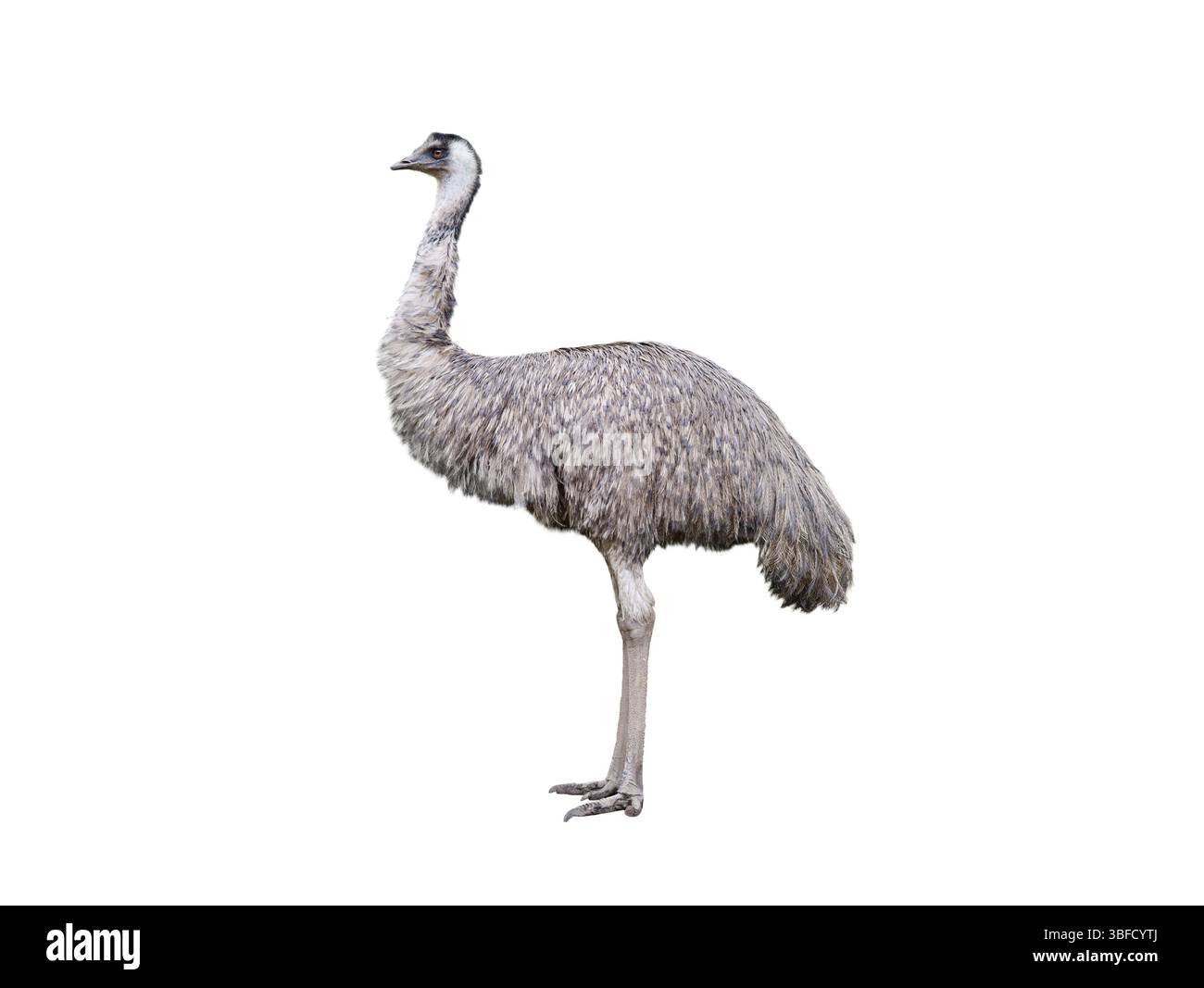 Australia wild fowl Cut Out Stock Images & Pictures - Alamy