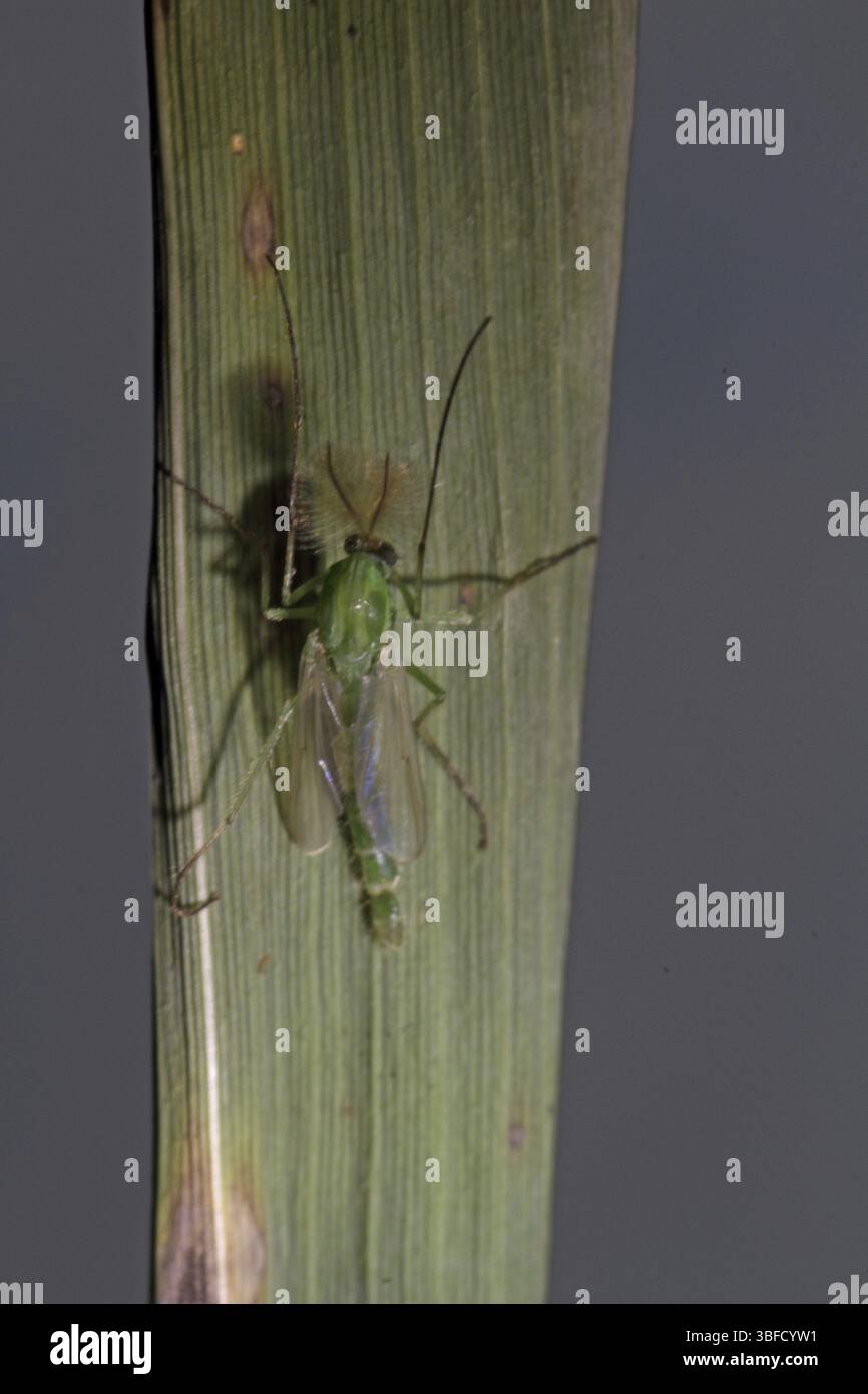 Chironomus thummi hi-res stock photography and images - Alamy