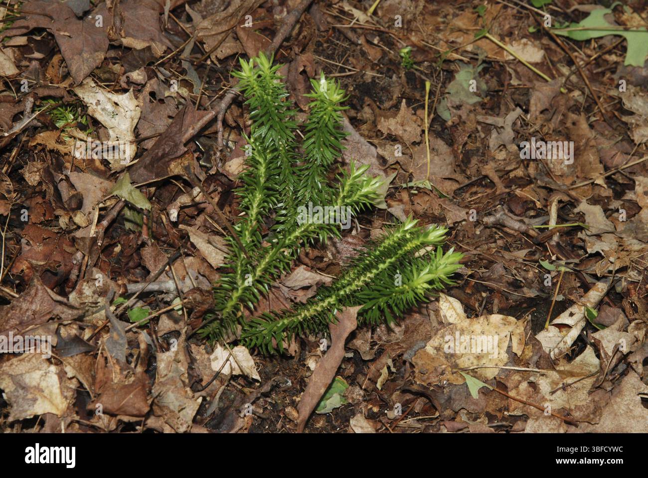 Lycopod hi-res stock photography and images - Alamy