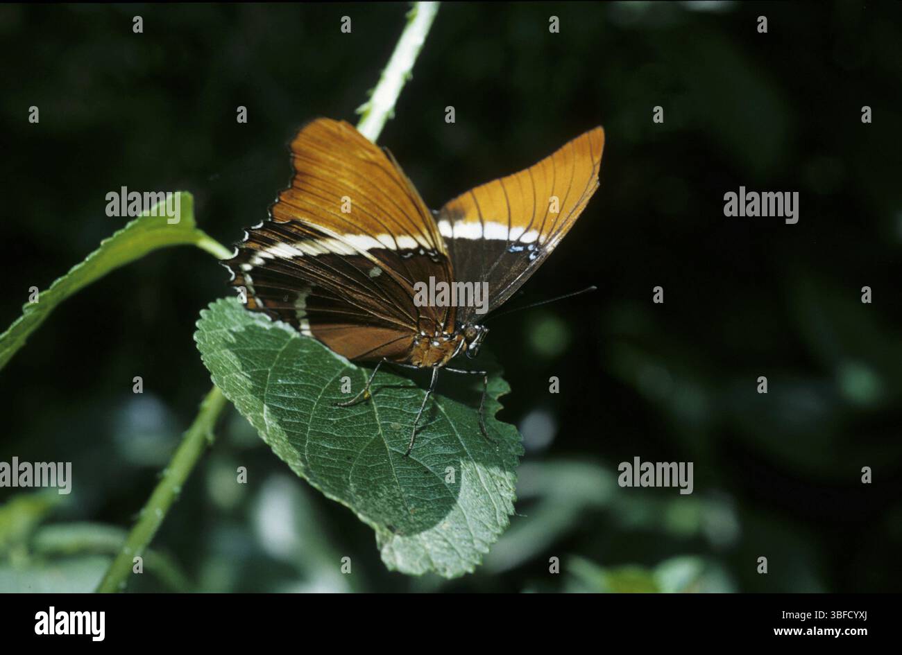 White band (Siproeta epaphus Stock Photo - Alamy