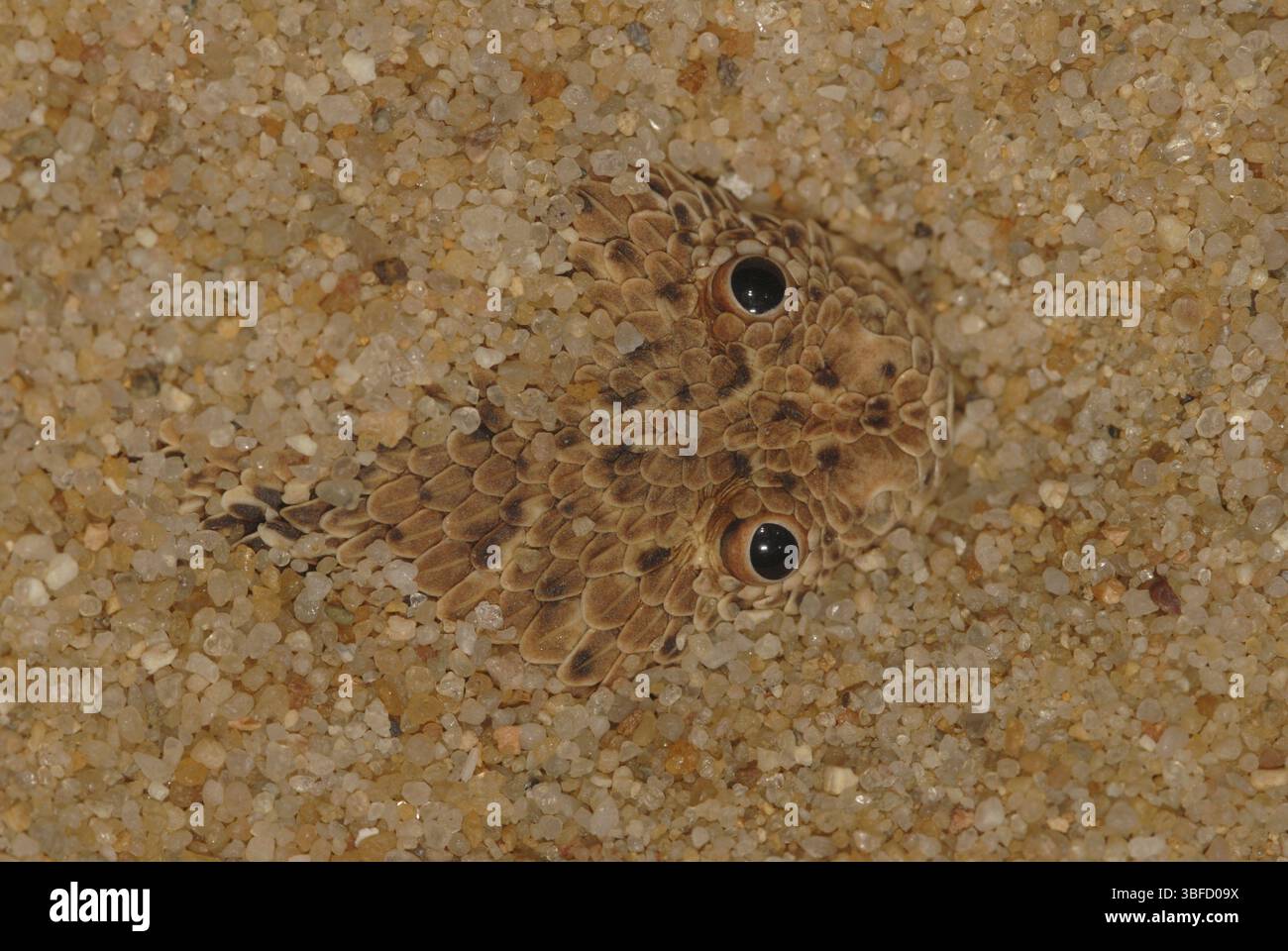 Namib Dwarf Otter (Bitis peringueyi Stock Photo - Alamy