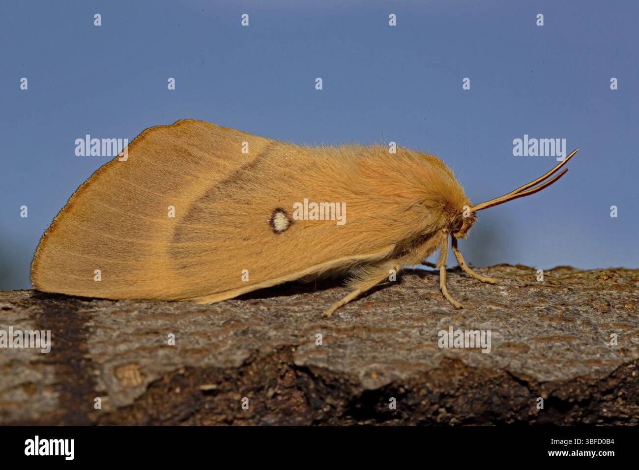 Oak moth (Lasiocampa quercus Stock Photo - Alamy