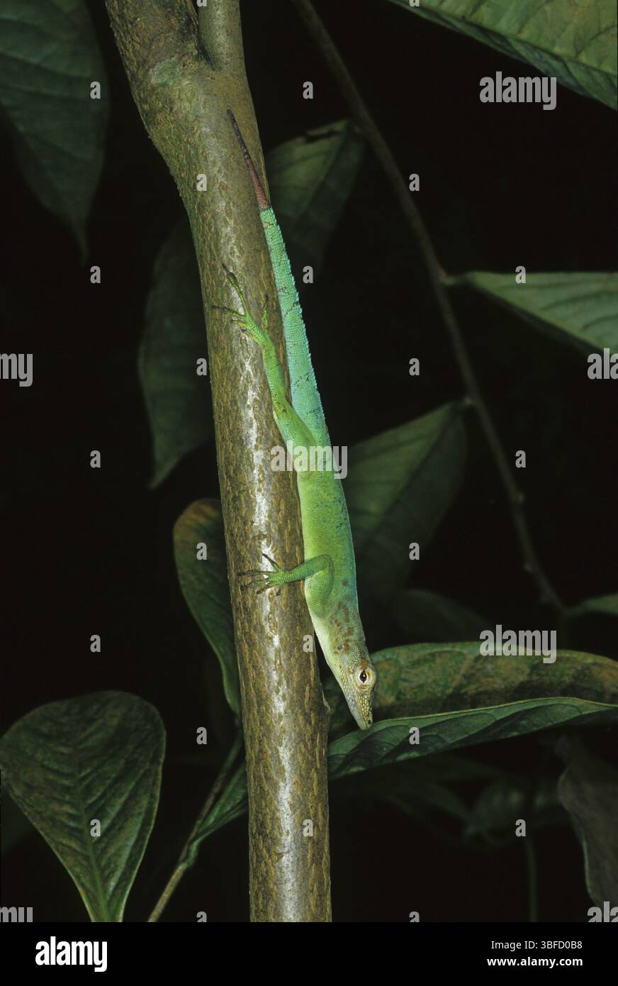Anolis marmoratus hi-res stock photography and images - Alamy