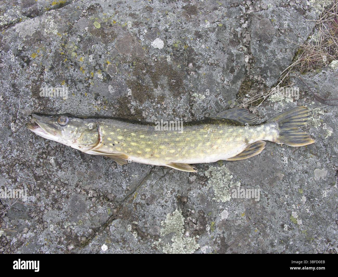 Bony pike hi-res stock photography and images - Alamy