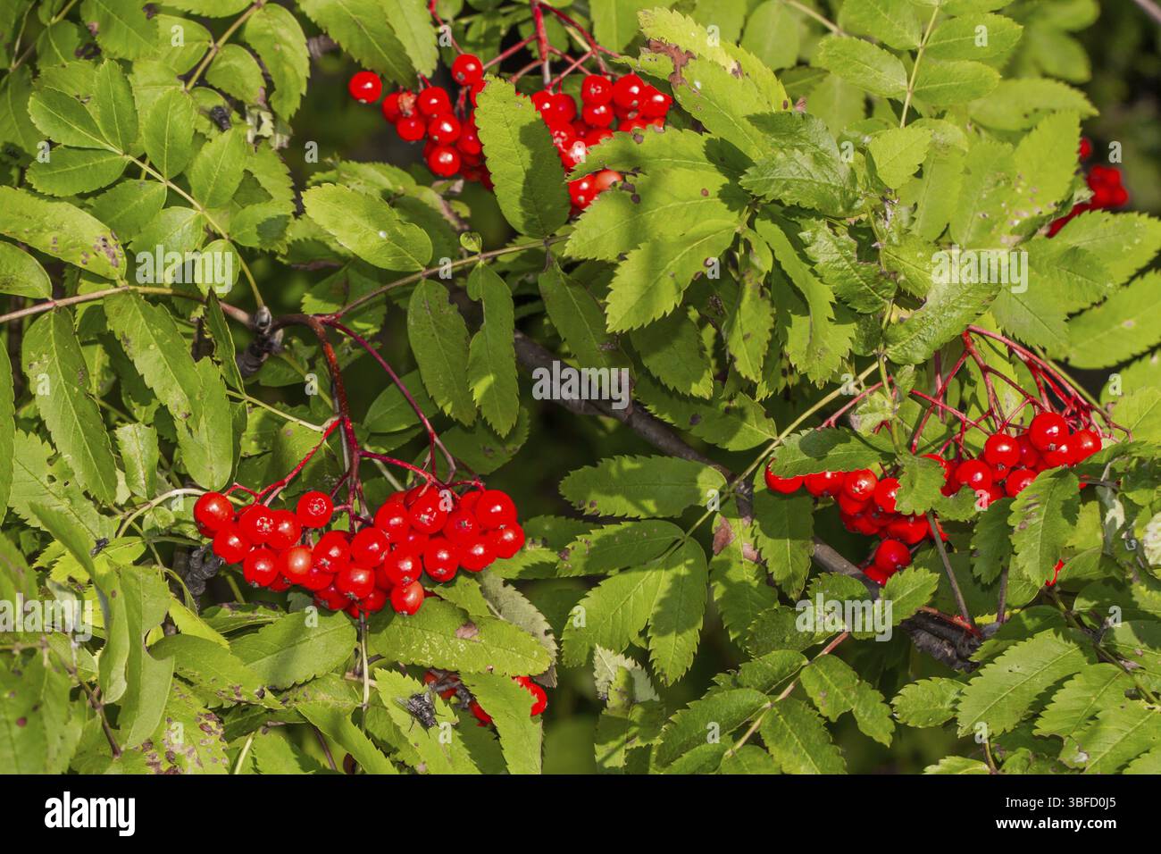 Mountain ash - fruits (Sorbus aucuparia Stock Photo - Alamy