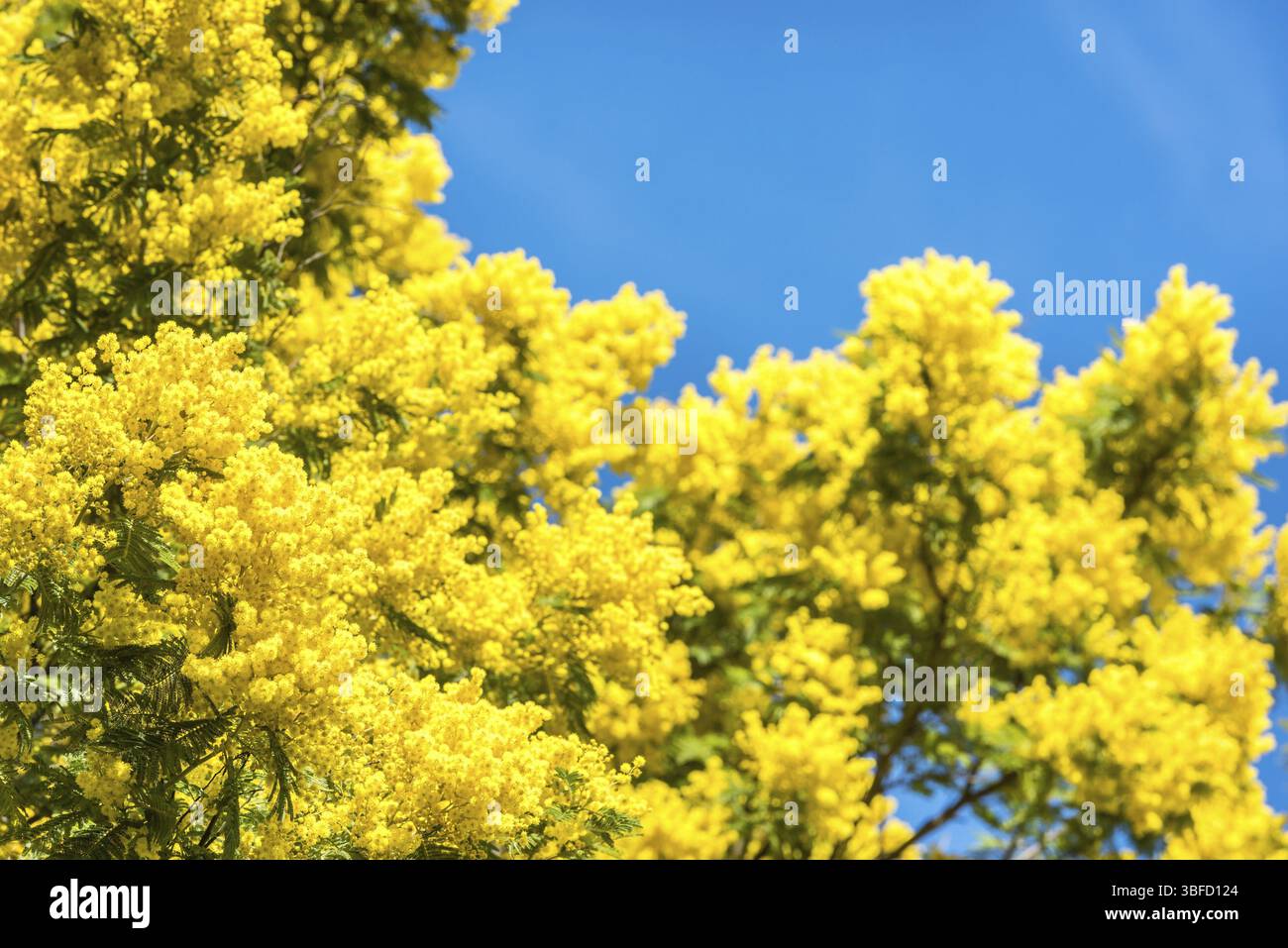 Mimosa tree blossom hi-res stock photography and images - Alamy