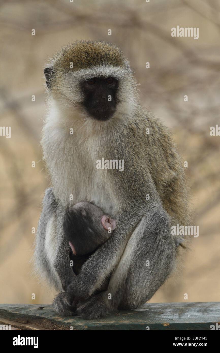 Vervet Monkey, mother with infant (Chlorocebus pygerythrus Stock Photo ...