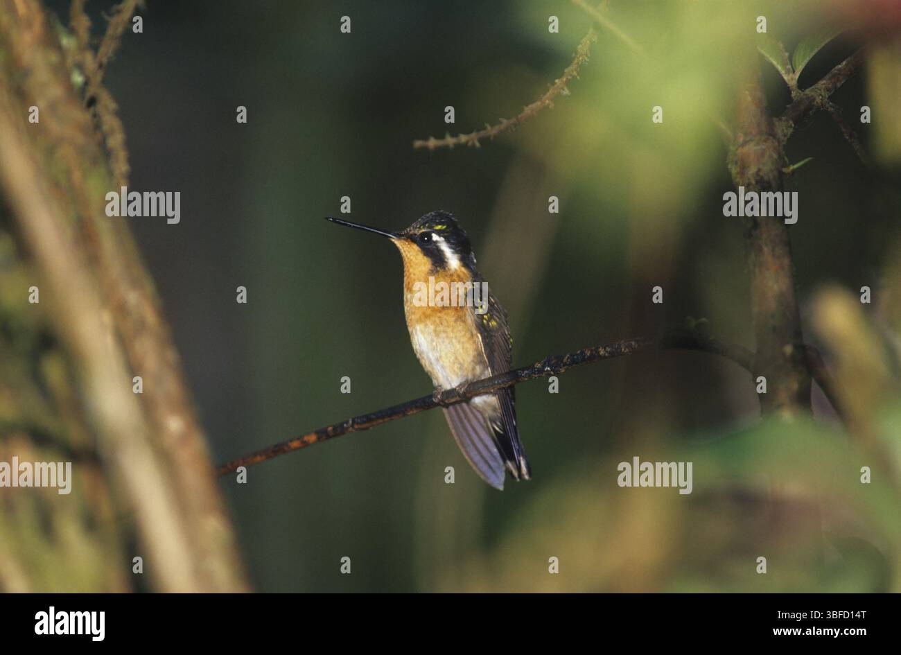 Purple-throated nymph female (Lampornis calolaema Stock Photo - Alamy