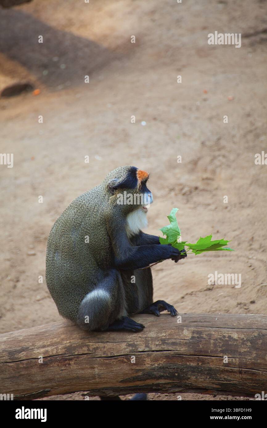 Cercopithecus neglectus hi-res stock photography and images - Alamy