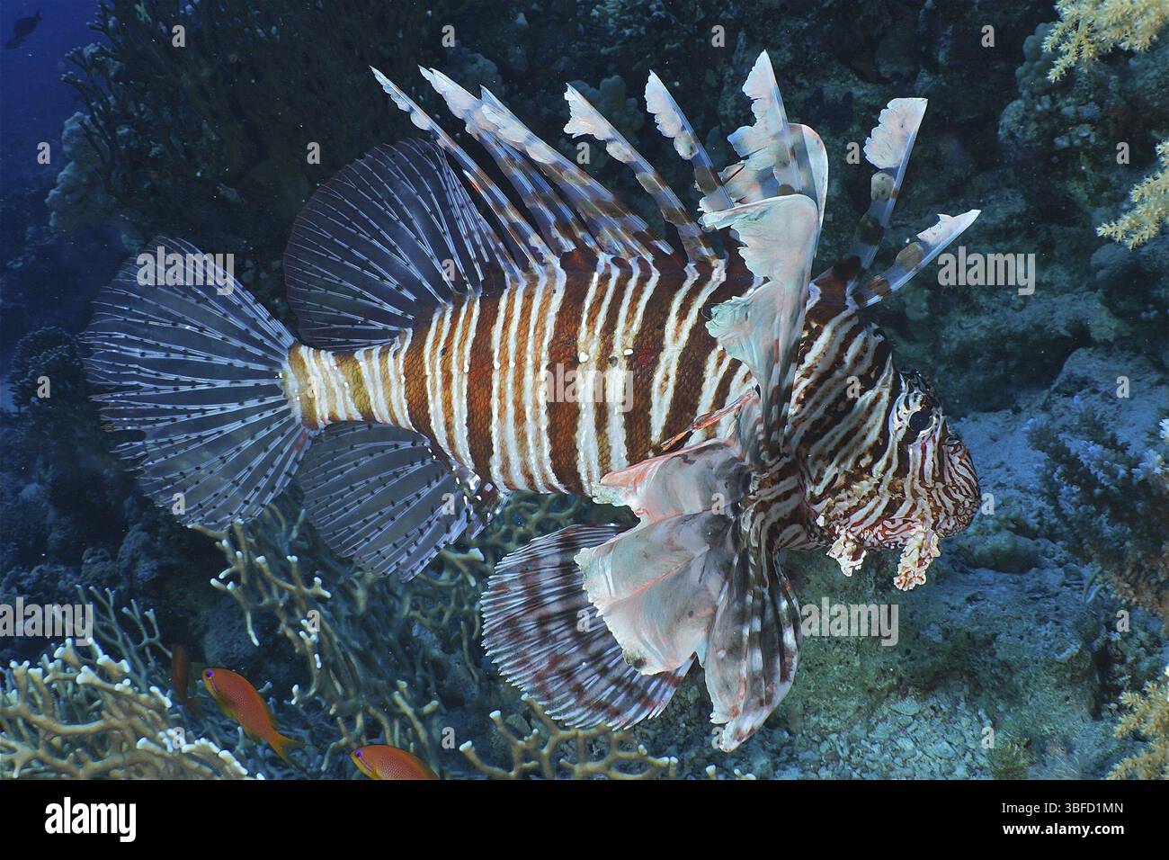 Common lionfish (Pterois miles Stock Photo - Alamy