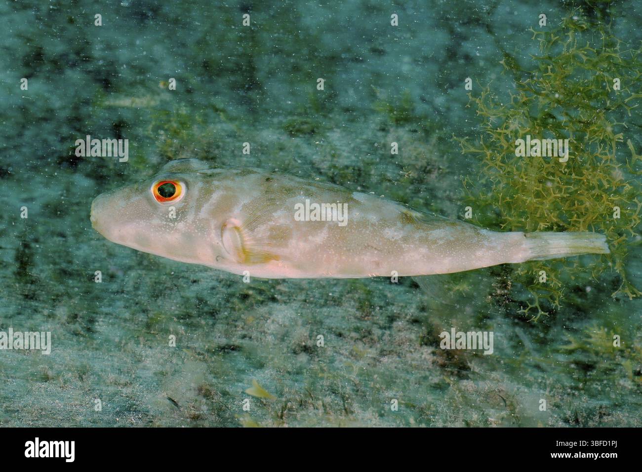 Tetraodon miurus hi-res stock photography and images - Alamy