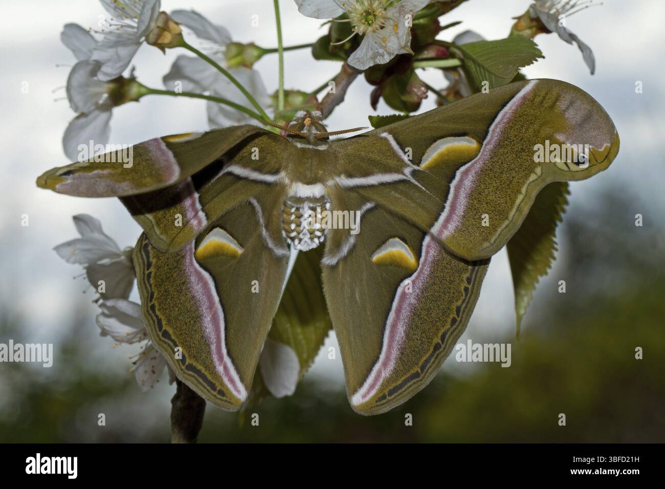 Tree of God moth (Samia cynthia Stock Photo - Alamy