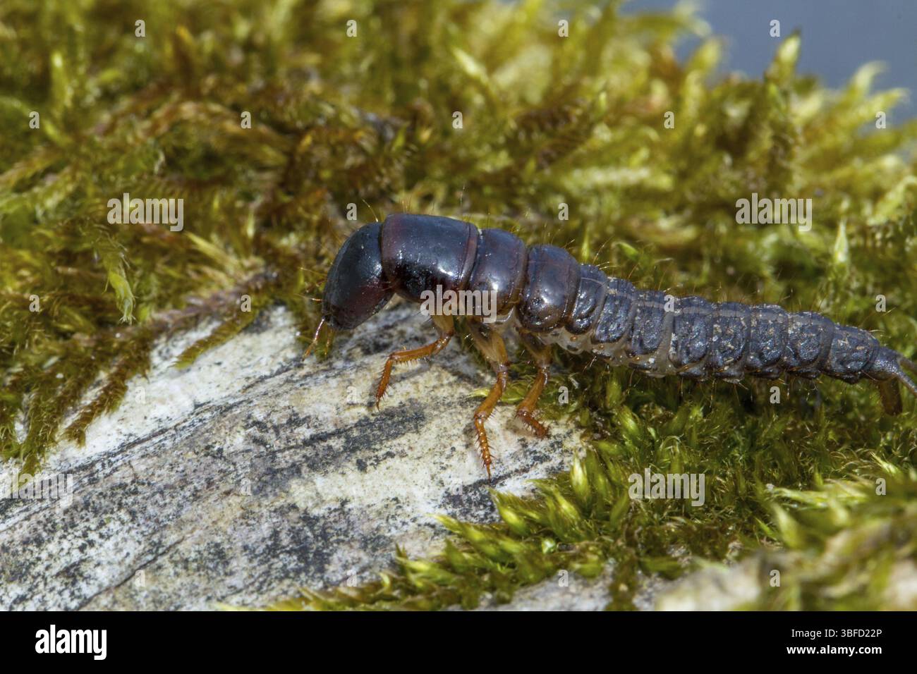Ground beetle - larva (Carabidae Stock Photo - Alamy