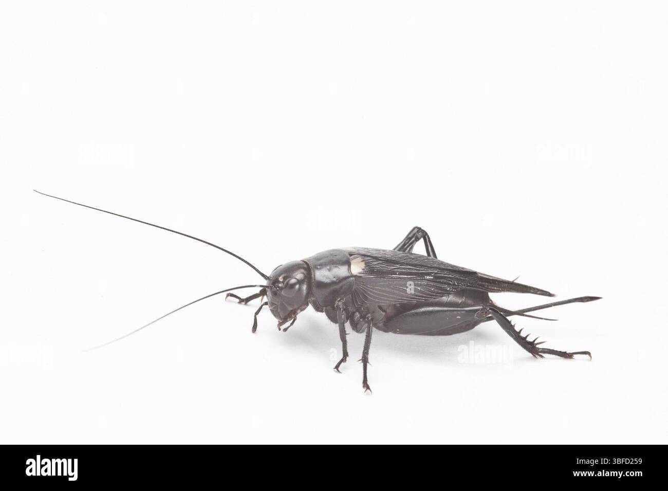 Two-spotted cricket (Gryllus bimaculatus Stock Photo - Alamy