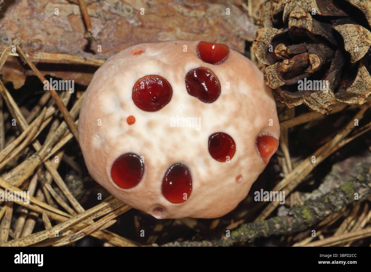 Bleeding cork stinging (Hydnellum peckii Stock Photo - Alamy