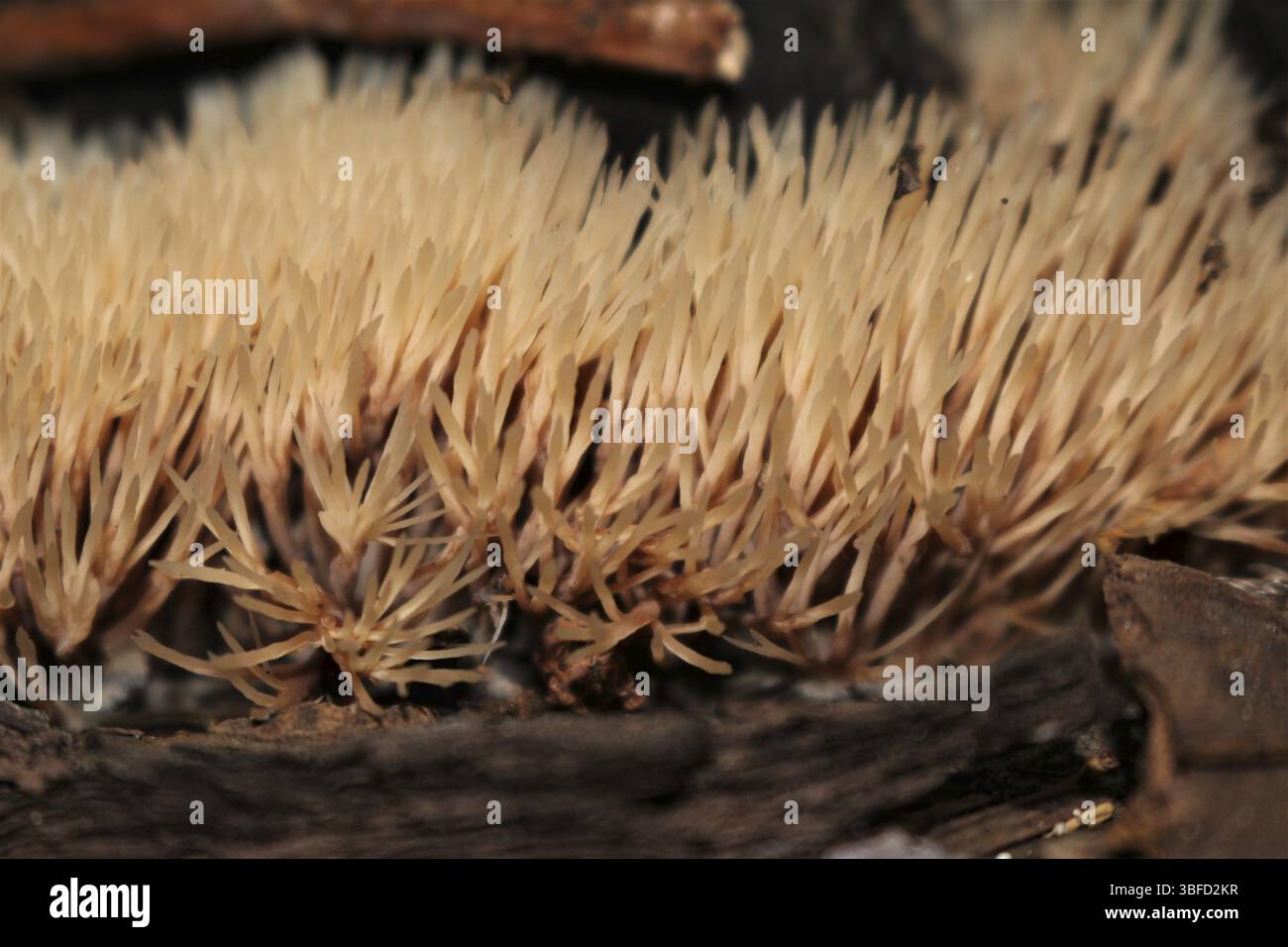 Stinking bristle coral (Pterula multifida Stock Photo - Alamy
