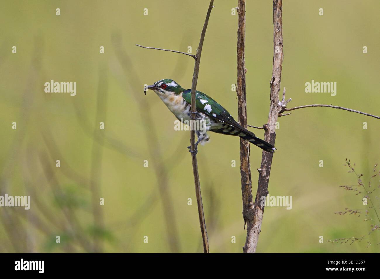 Golden cuckoo (Chrysococcyx caprius Stock Photo - Alamy