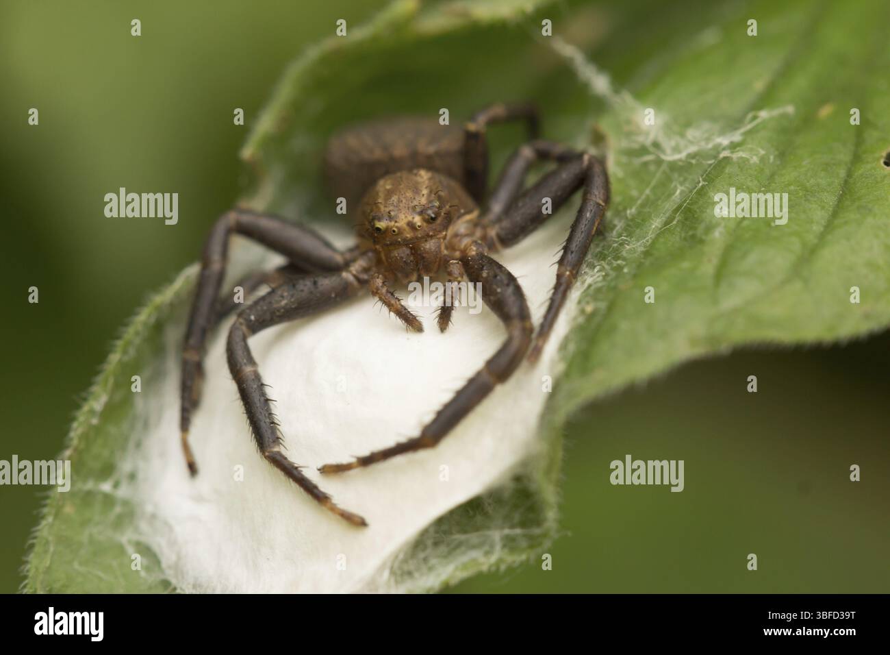 Crab spider (Thomisidae Stock Photo - Alamy