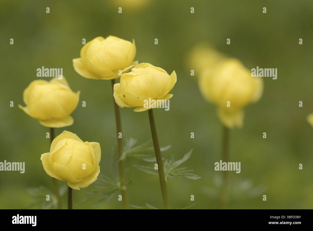 Trollflower (Trollius europaeus Stock Photo - Alamy