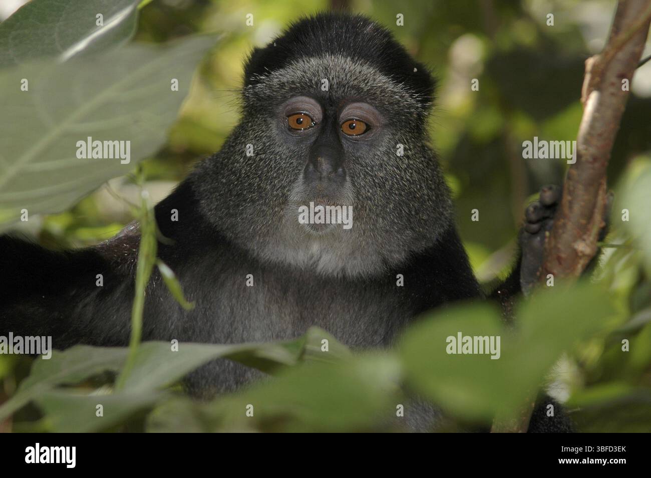 Owl monkey (Cercopithecus mitis cf stuhlmanni Stock Photo - Alamy