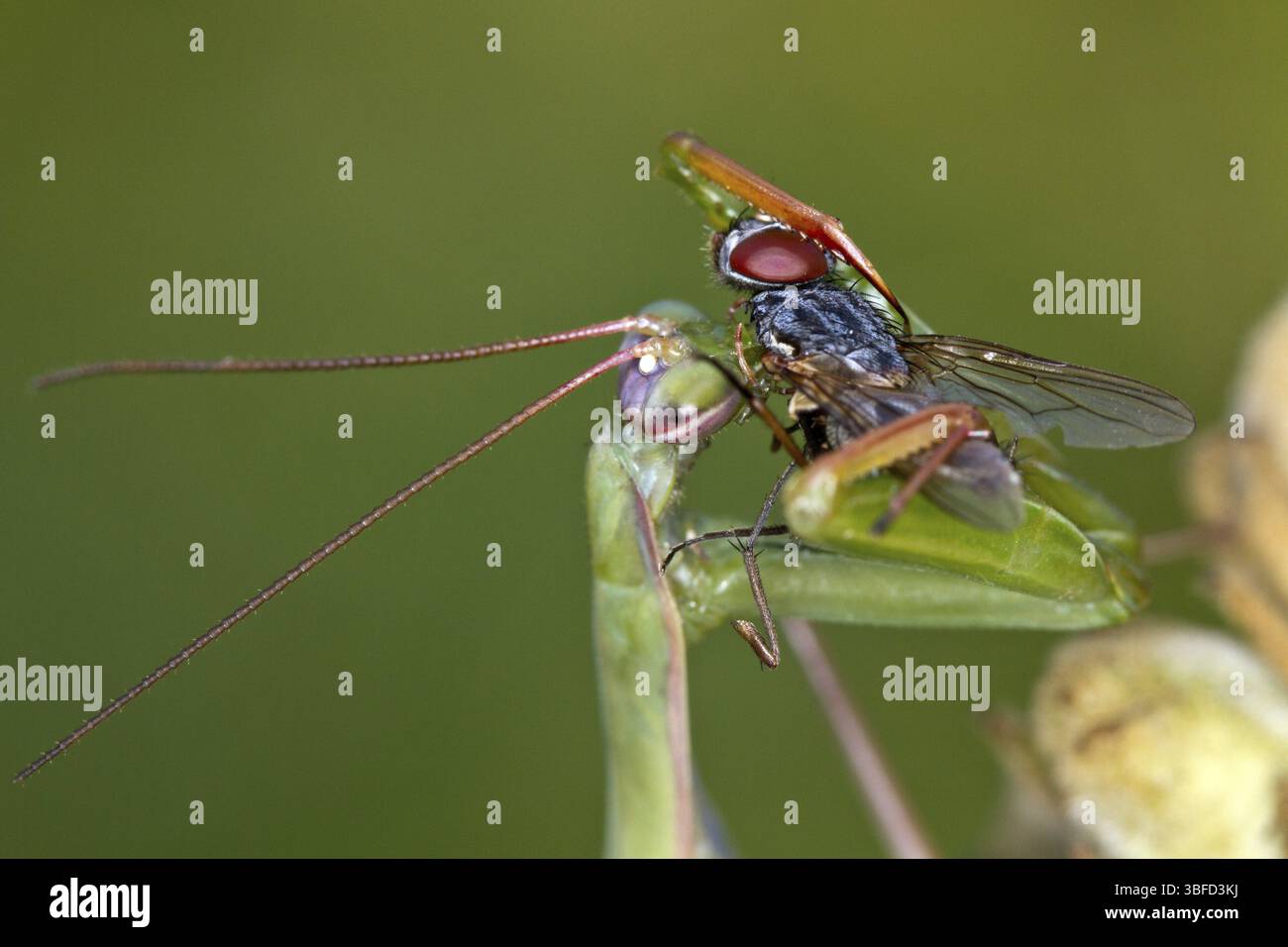 Captured mantis hi-res stock photography and images - Alamy