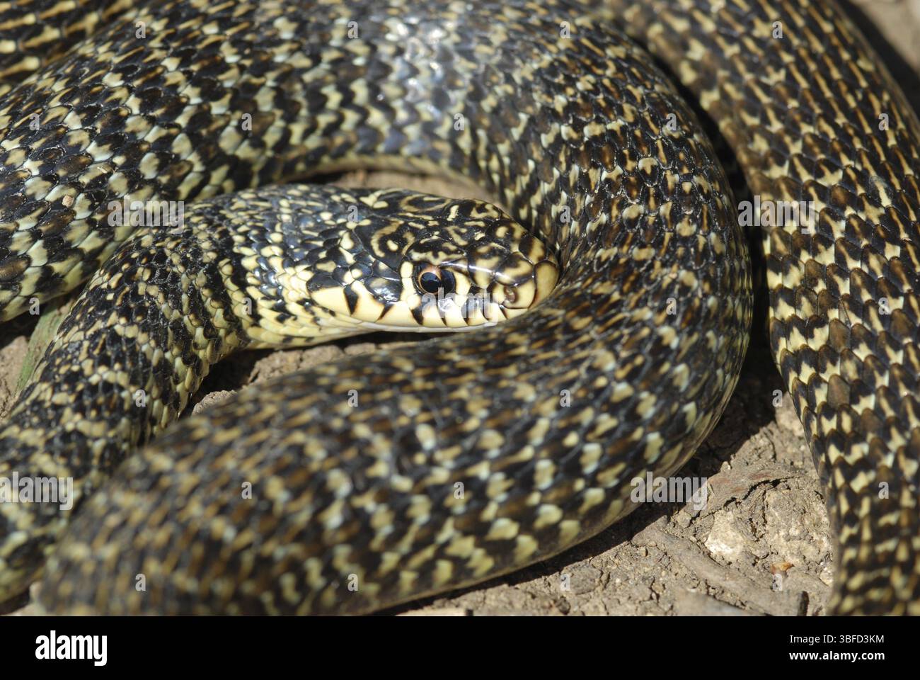Green Whip Snake (Hierophis viridiflavus Stock Photo - Alamy