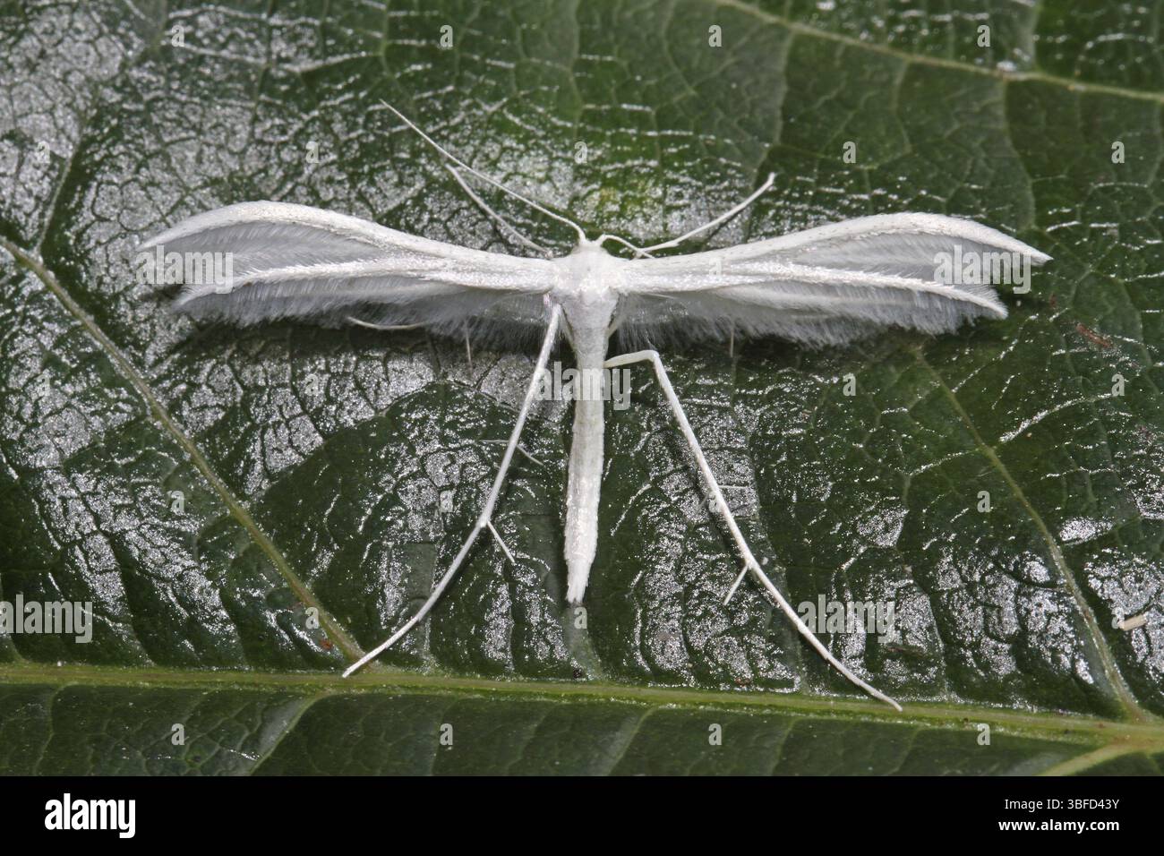 Blackthorn feather ghost (Pterophorus pentadactyla Stock Photo - Alamy