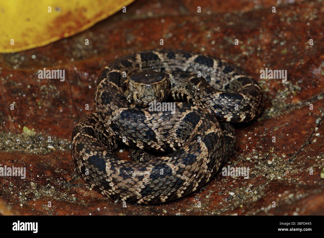 Lance adder, Terciopelo (Bothrops asper Stock Photo - Alamy