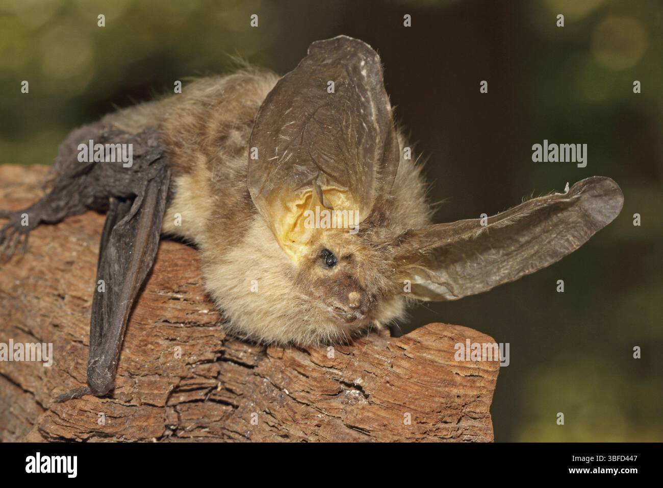 Grey long-eared bat (Plecotus austriacus Stock Photo - Alamy