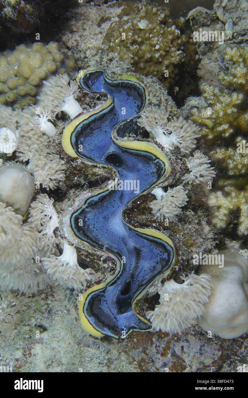 Common giant clam maxima hi-res stock photography and images - Alamy