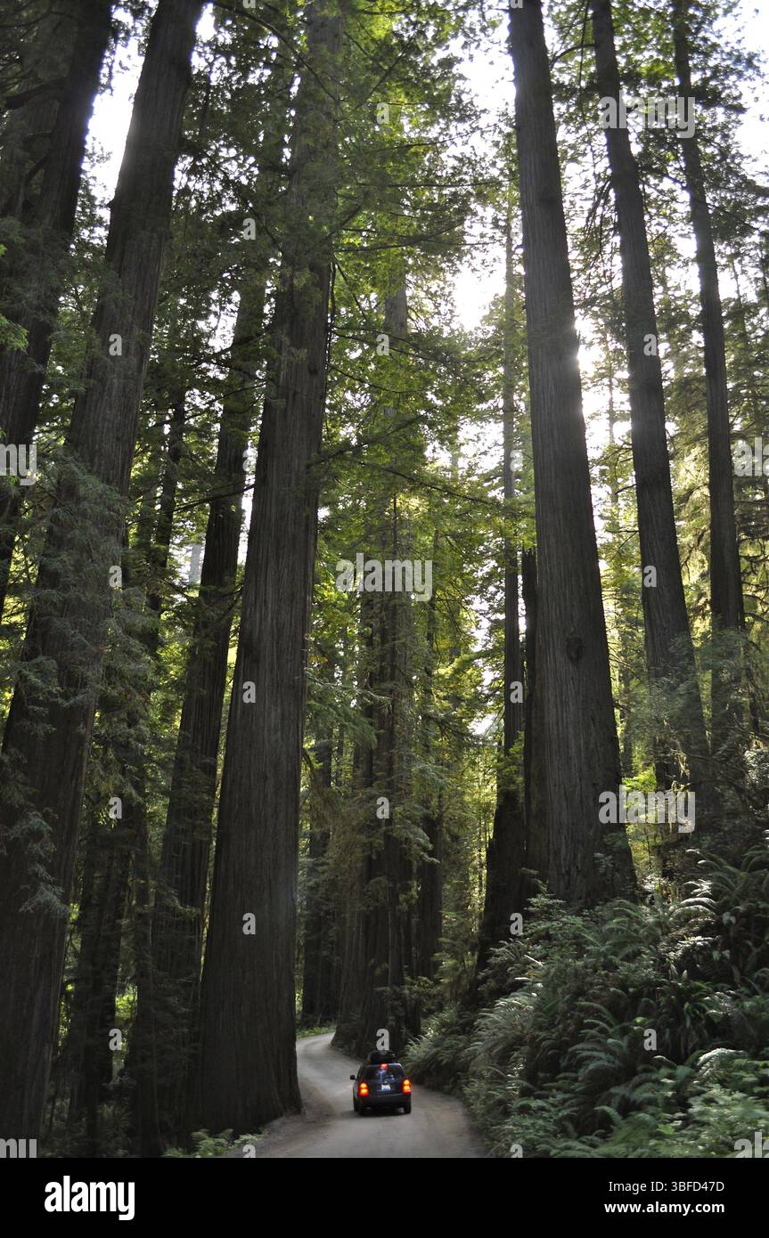 Coast redwood (Sequoia sempervirens Stock Photo - Alamy
