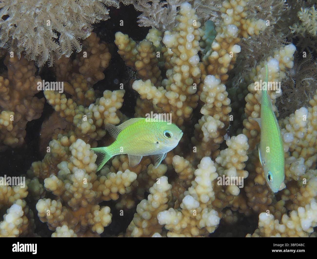 Green Chromis (Chromis viridis Stock Photo - Alamy