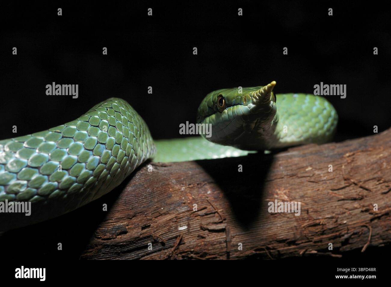 Vietnamese long-nosed snake (Rhynchophis boulengeri Stock Photo - Alamy