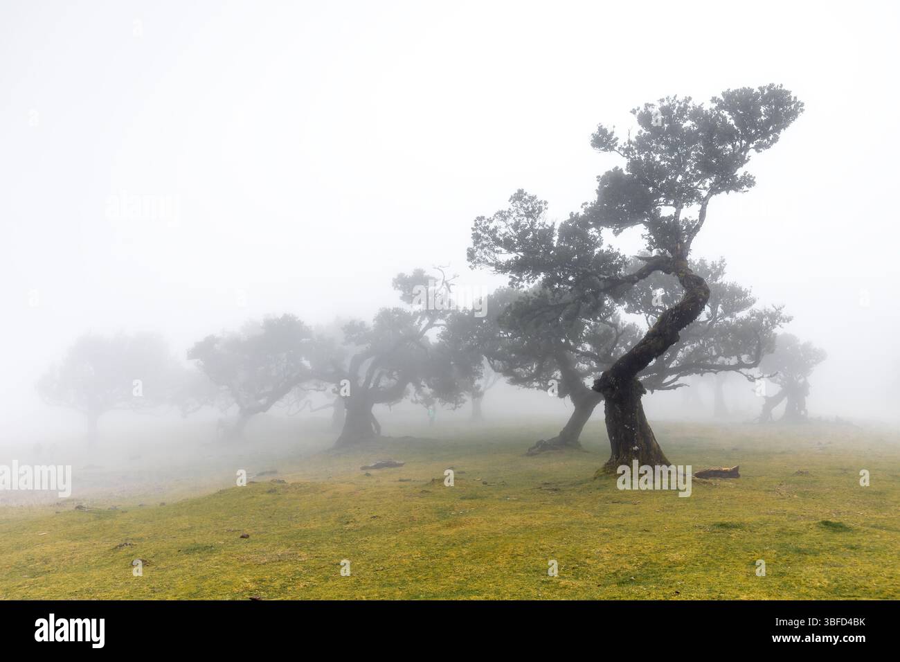 Natural mystic laurel tree forest hi-res stock photography and images ...