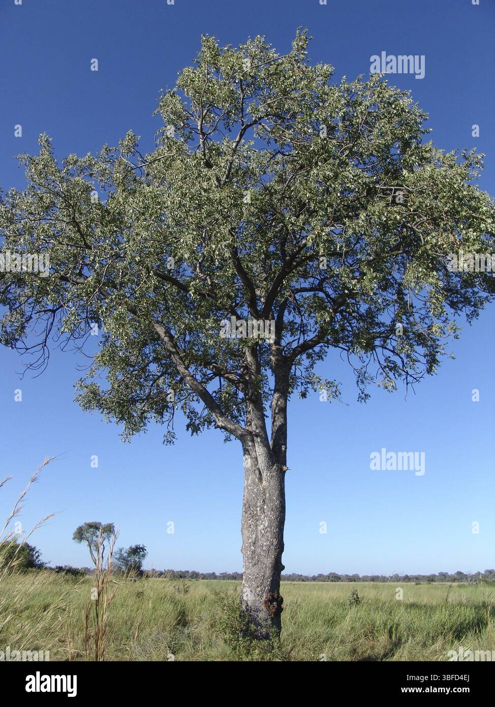 Sclerocarya birrea hi-res stock photography and images - Alamy