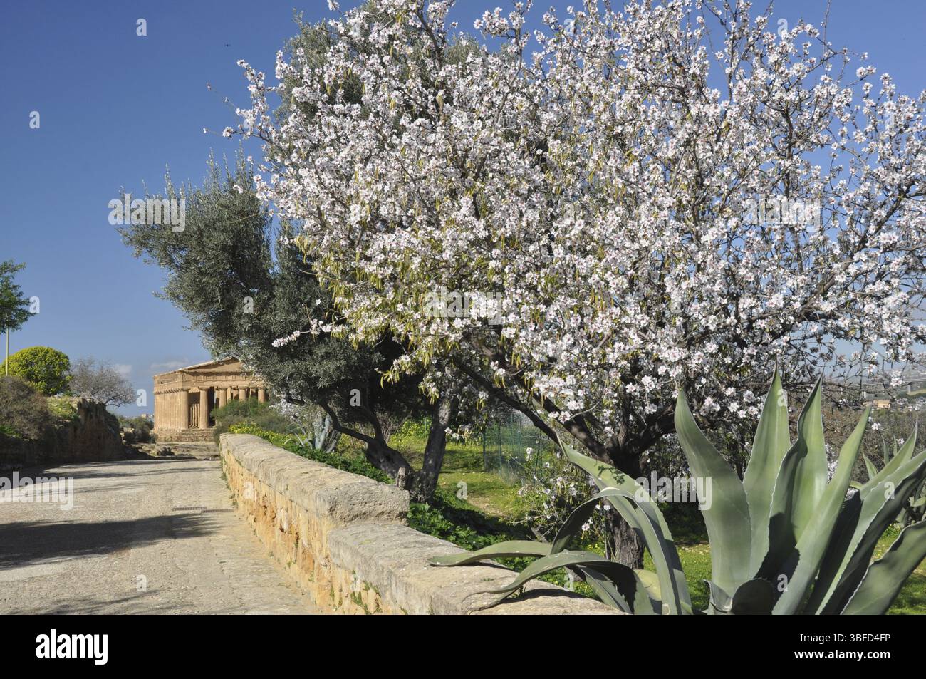 Ephebe of agrigento hi-res stock photography and images - Alamy