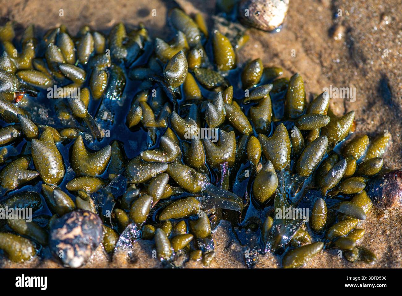 A close-up coastal view showcasing various green, brown, and red algae ...