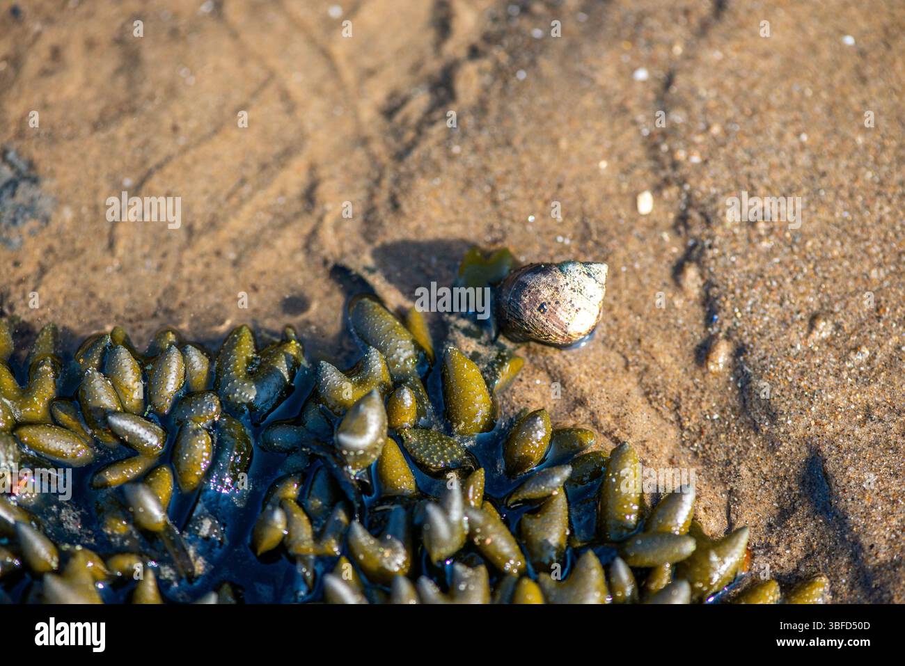 A close-up coastal view showcasing various green, brown, and red algae ...