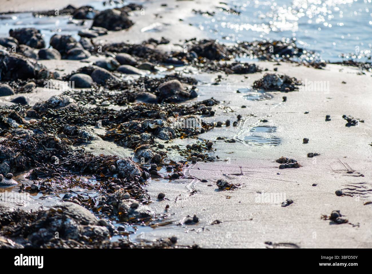 A close-up coastal view showcasing various green, brown, and red algae ...