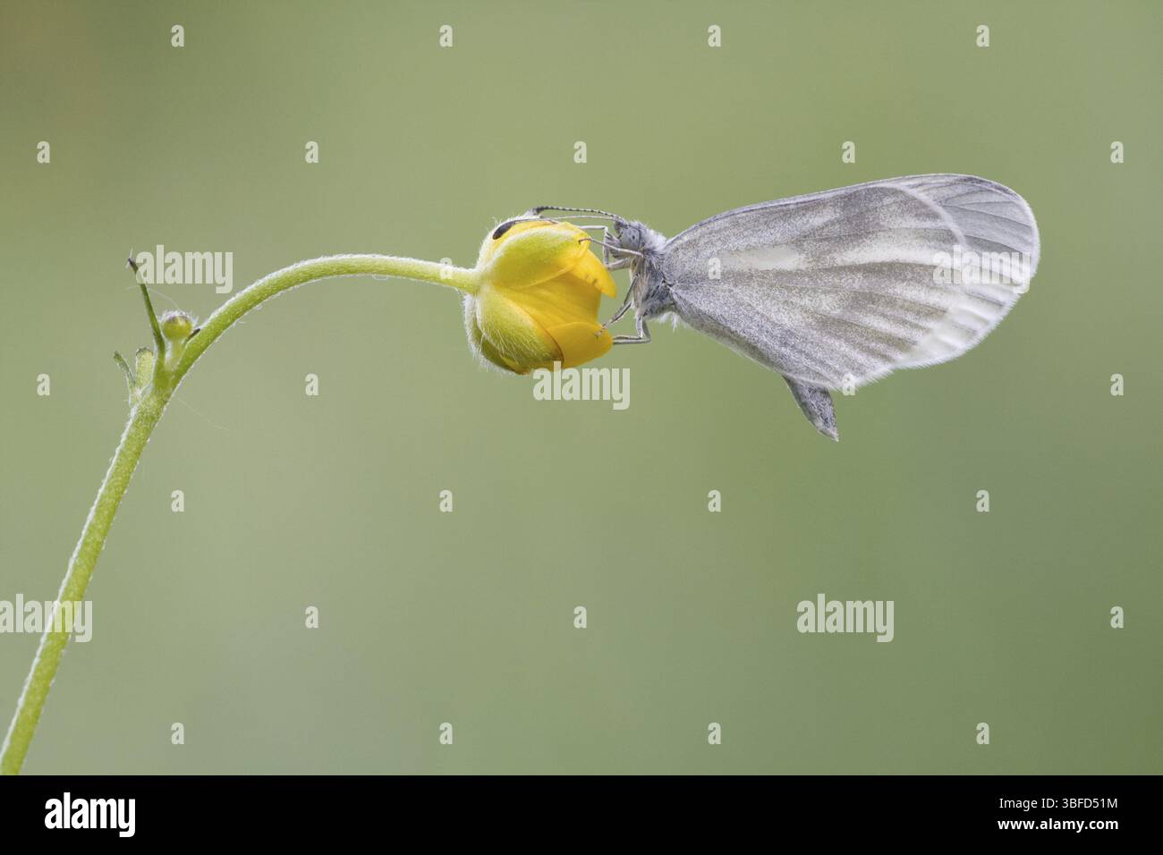 Leptidea mustard hi-res stock photography and images - Alamy