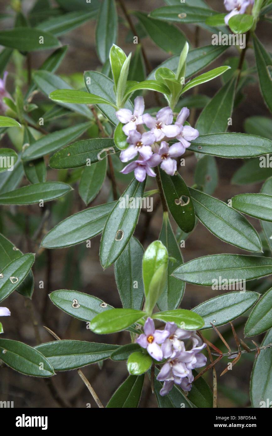 Mountain daphne (Daphne sericea Stock Photo - Alamy